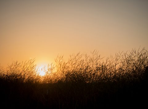 Sutter Buttes Sunset | Yuba City Photographer | Megan Escheman Photography